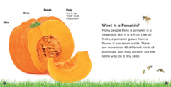 Seed to Pumpkin - JNC Montessori Education